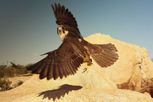Sky Falconry | Fly a Raptor