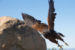 Classes | Sky Falconry