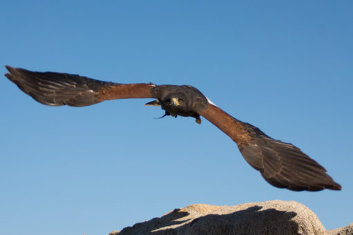 Classes | Sky Falconry