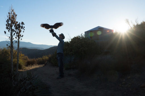 Classes | Sky Falconry