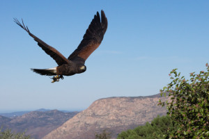 Classes | Sky Falconry