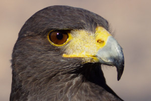 Classes | Sky Falconry