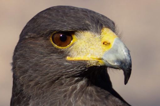 Classes | Sky Falconry