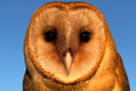 Classes | Sky Falconry