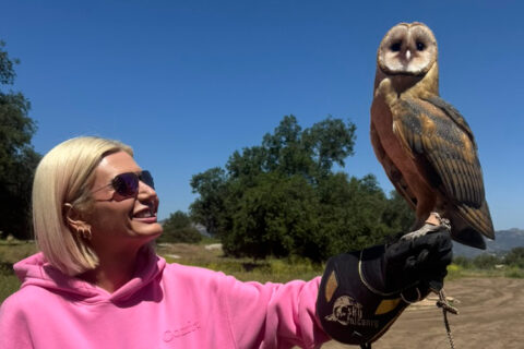 Classes | Sky Falconry