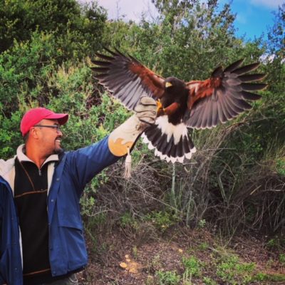 Sky Falconry Dreams Take Flight in Southern California | Sky Falconry