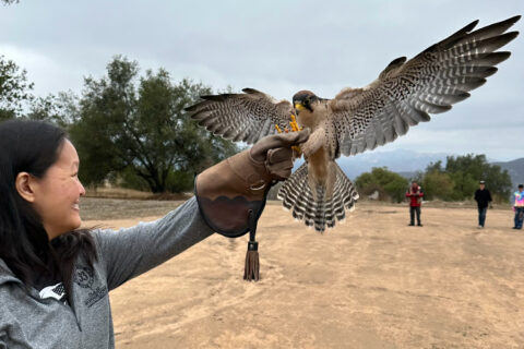 Classes | Sky Falconry