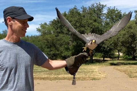 Classes | Sky Falconry