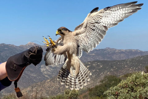 Classes | Sky Falconry