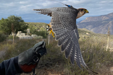 Classes | Sky Falconry