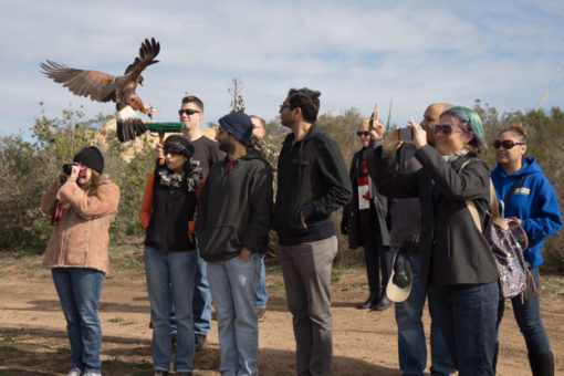 Classes | Sky Falconry