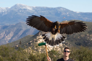 Classes | Sky Falconry