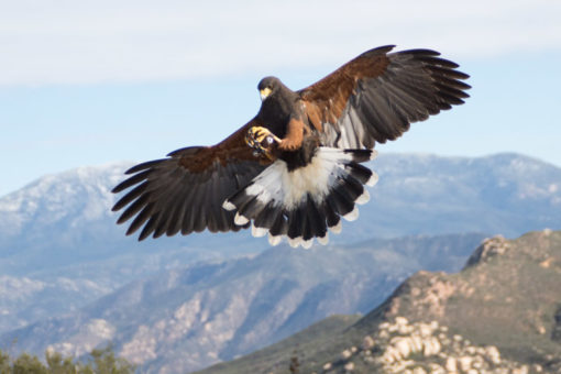 Classes | Sky Falconry