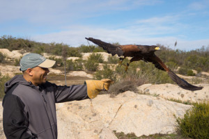 Classes | Sky Falconry