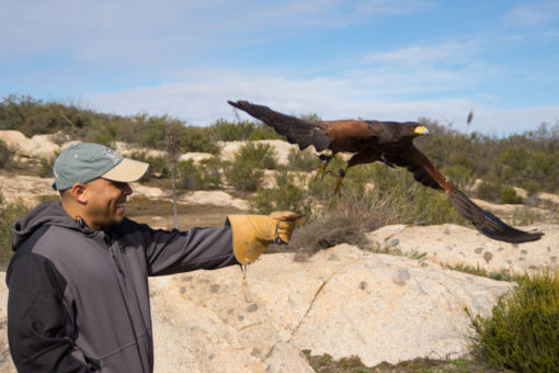 Classes | Sky Falconry