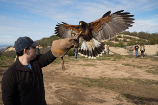 Classes | Sky Falconry
