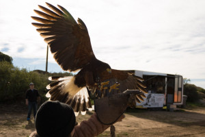Classes | Sky Falconry