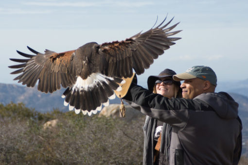 Classes | Sky Falconry