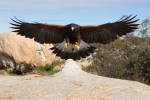 Classes | Sky Falconry
