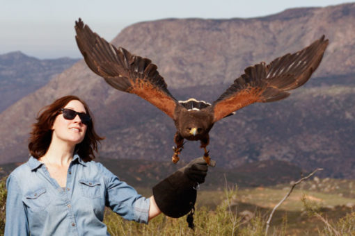 Classes | Sky Falconry