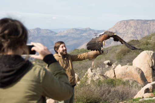 Classes | Sky Falconry