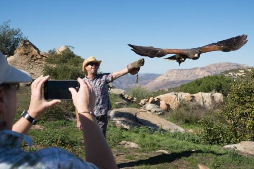 Classes | Sky Falconry