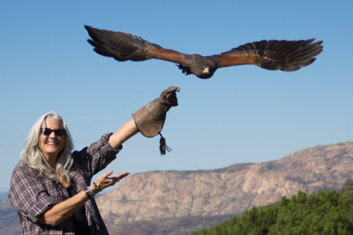 Classes | Sky Falconry