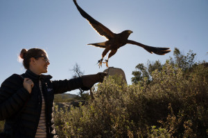 Classes | Sky Falconry