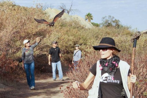 Classes | Sky Falconry