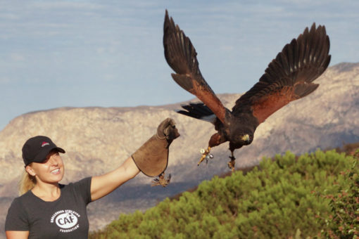 Classes | Sky Falconry