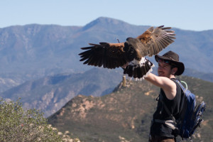 Classes | Sky Falconry