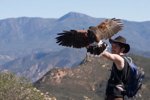 Classes | Sky Falconry