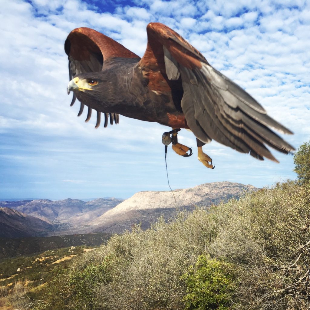 Sky Falconry – California Raptor School | Sky Falconry