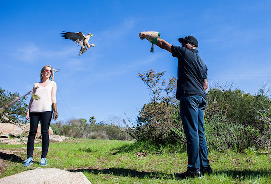 Sky Falconry Private Raptor Experience in San Diego, CA | Sky Falconry